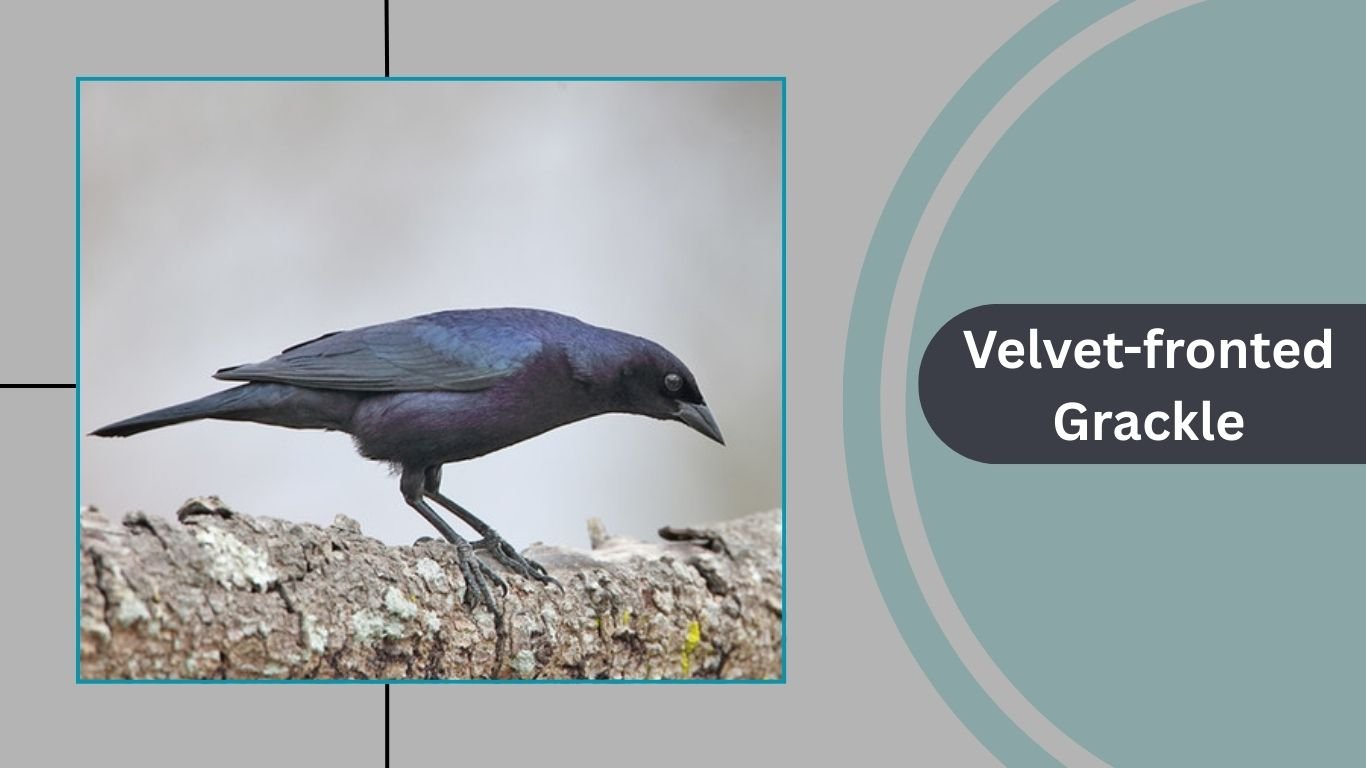 27 Types of Blackbirds: Identification with Pictures