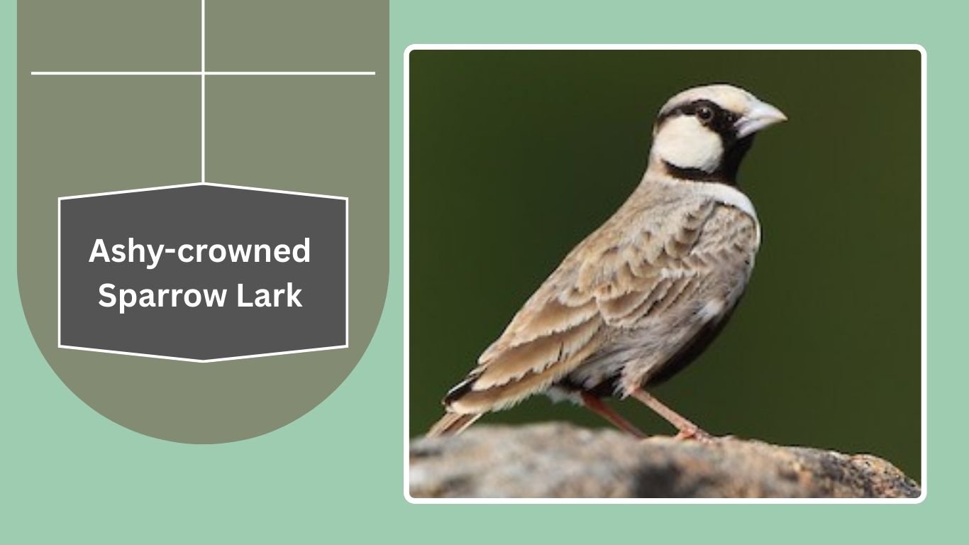 25 Types of Larks: Different Species Identification