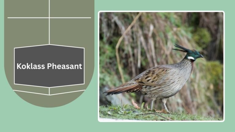 27 Types of Pheasants: Different Species Identification