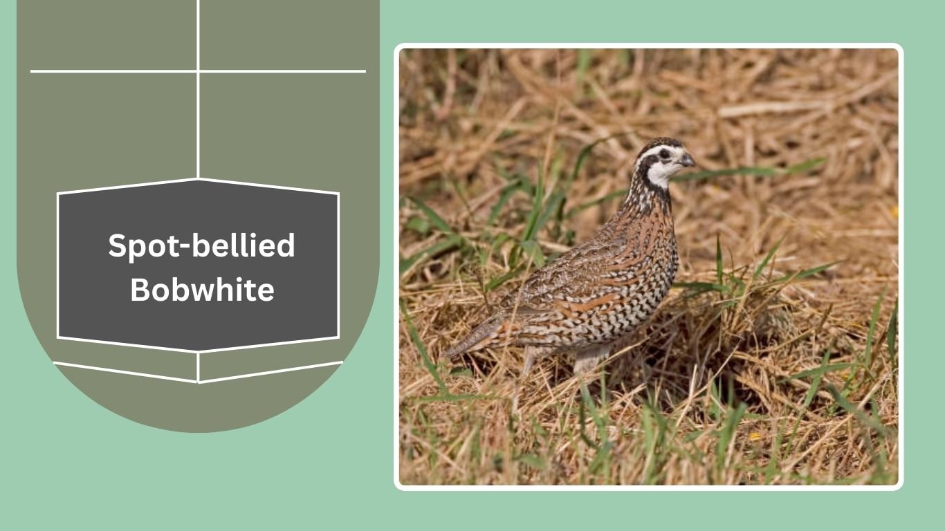 27 Types of Quail Birds: Identification with Pictures