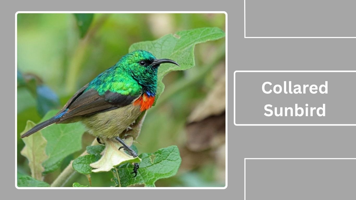 25 Types of Tiny Birds : Identification with Pictures