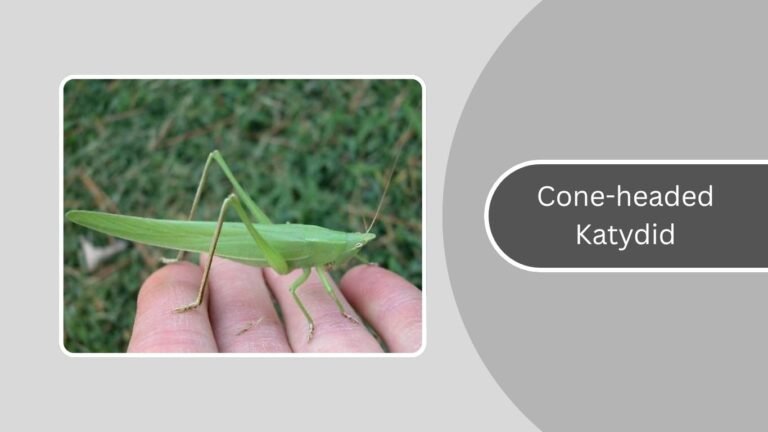 21 Types of Katydid: Identification with Pictures
