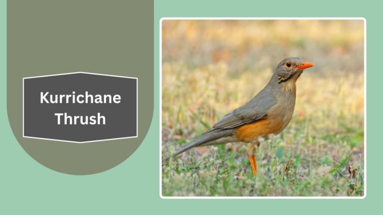 25 Types of Thrushes: Identification with Pictures