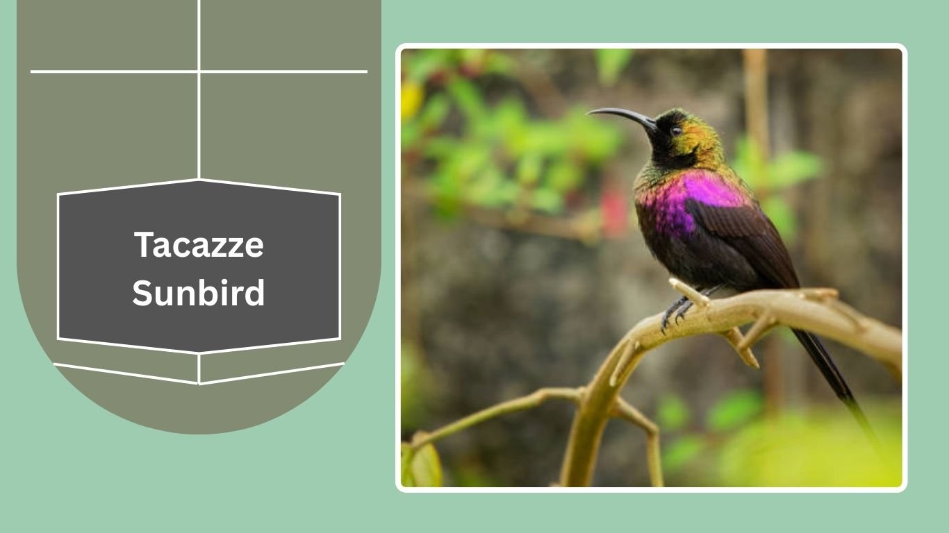 25 Types of Sunbirds: Different Species Identification