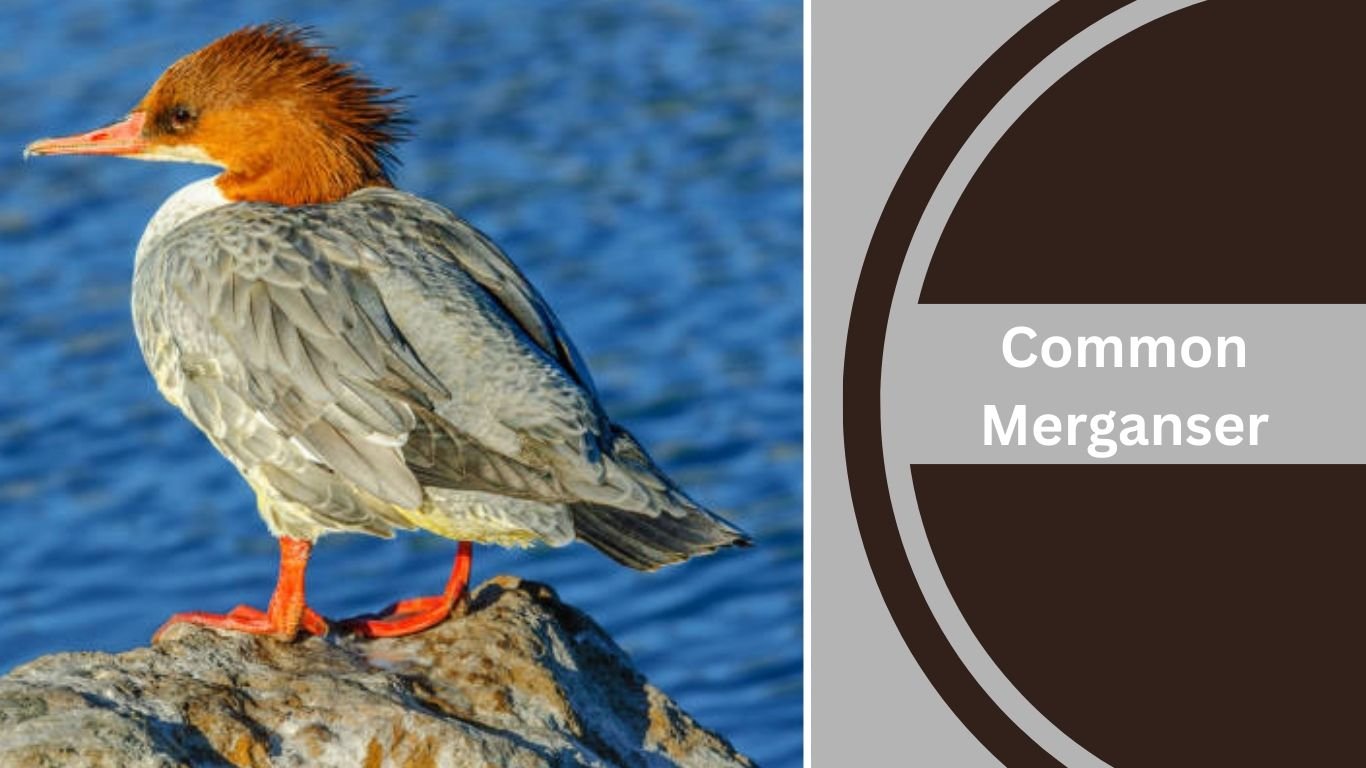27 Common Birds in Water: Identification with Pictures