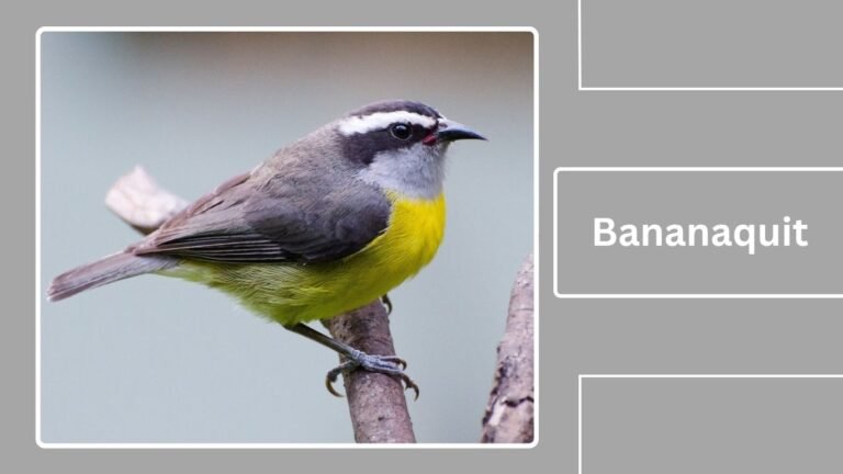 25 Types of Tiny Birds : Identification with Pictures