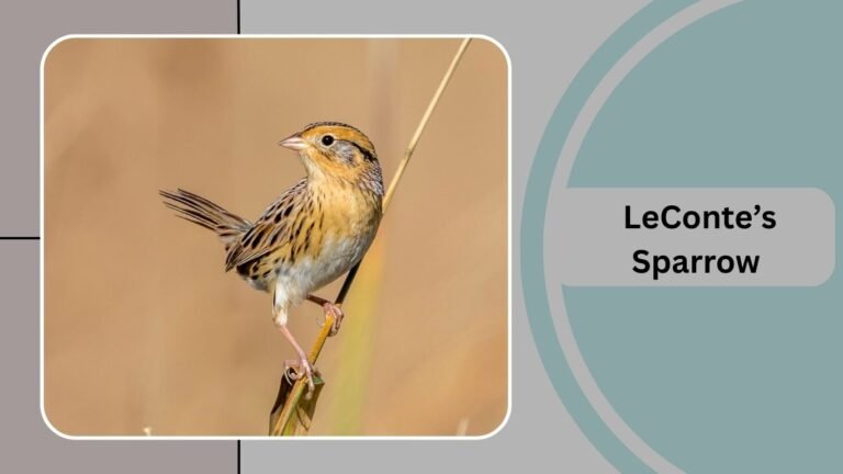 27 Types of Sparrow Birds: Identification With Pictures