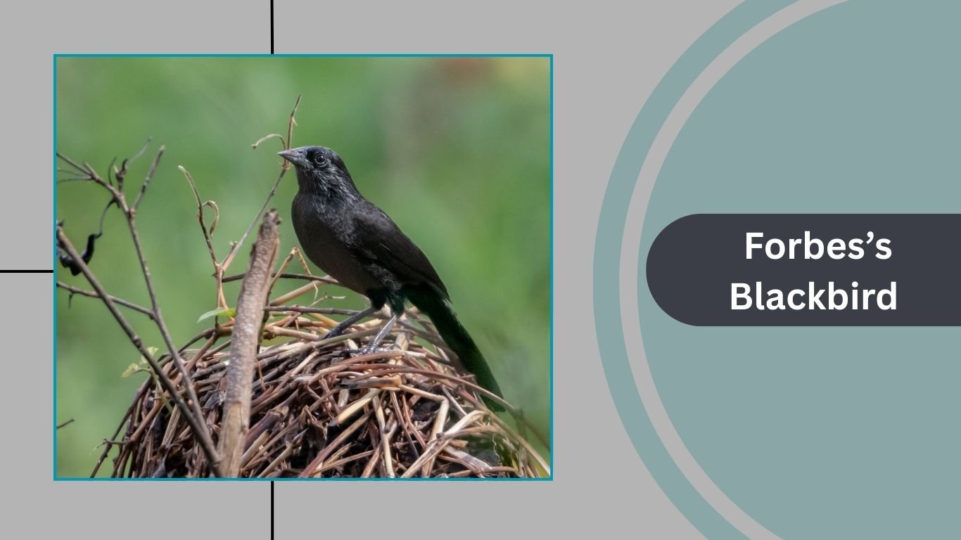 27 Types of Blackbirds: Identification with Pictures