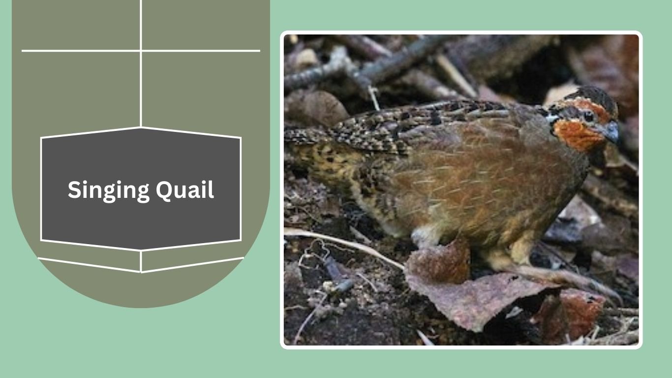27 Types of Quail Birds: Identification with Pictures
