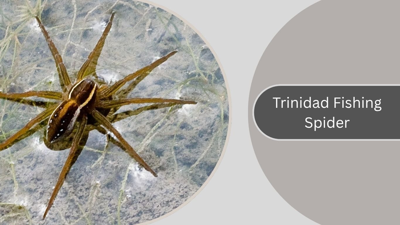 25 Types of Fishing spiders: Identificaton With Pictures