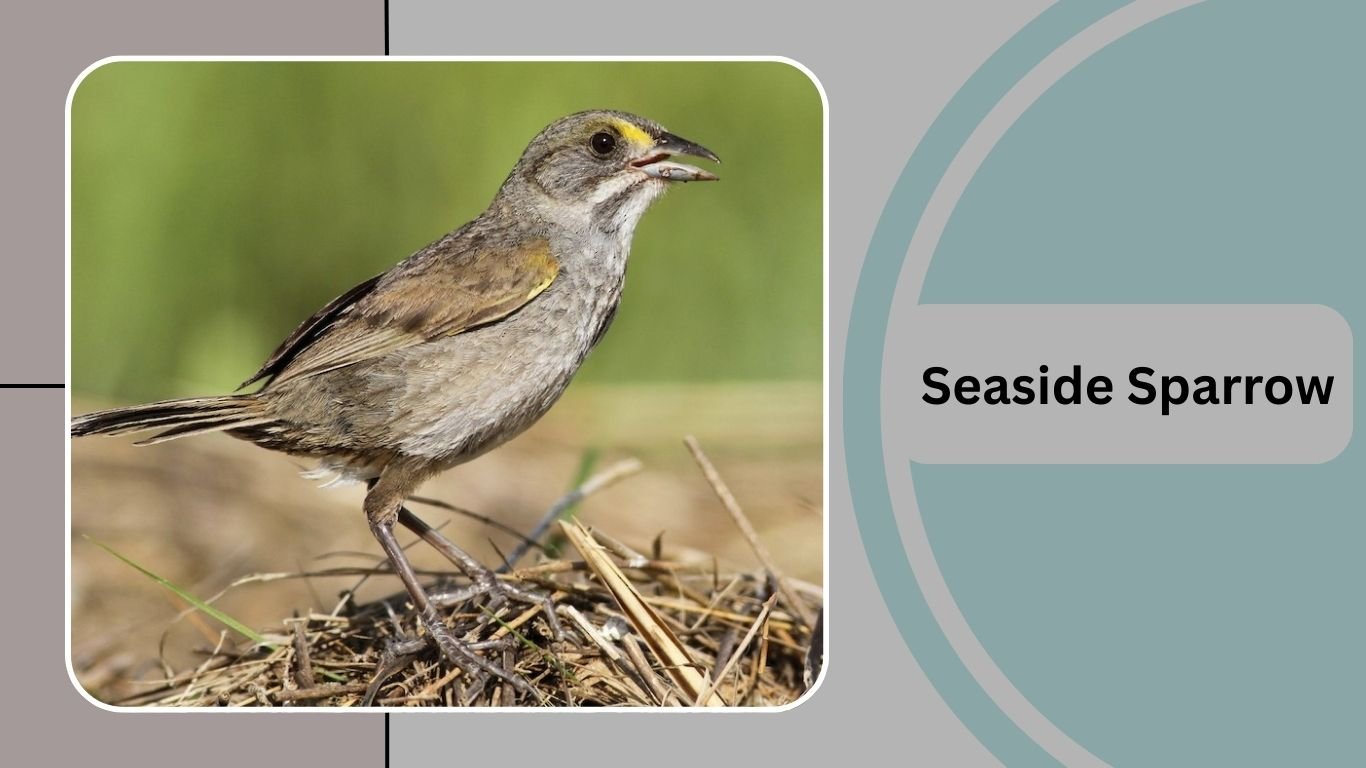 27 Types of Sparrow Birds: Identification With Pictures