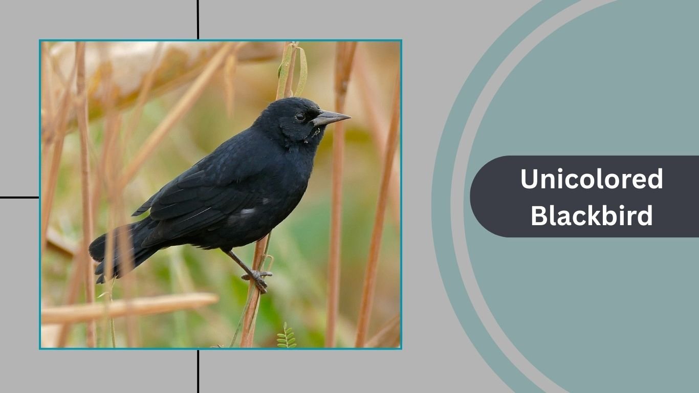 27 Types of Blackbirds: Identification with Pictures