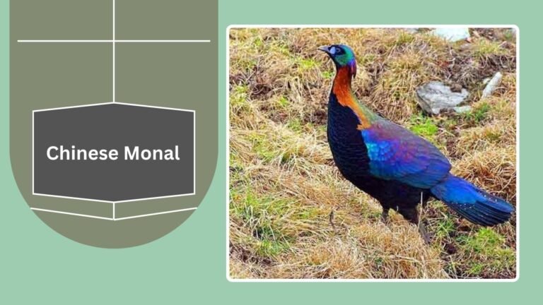 27 Types of Pheasants: Different Species Identification