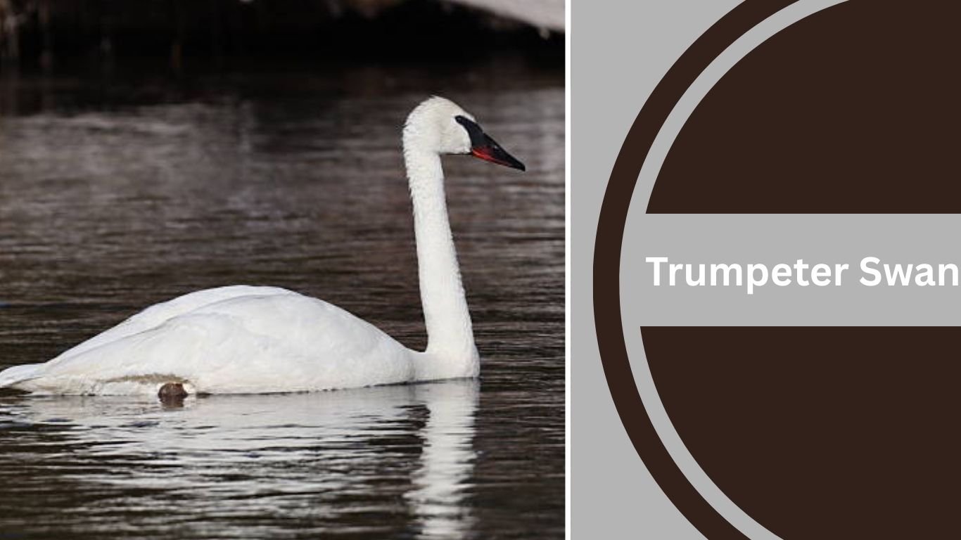 27 Common Birds in Water: Identification with Pictures