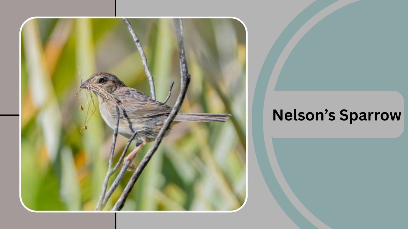 27 Types of Sparrow Birds: Identification With Pictures