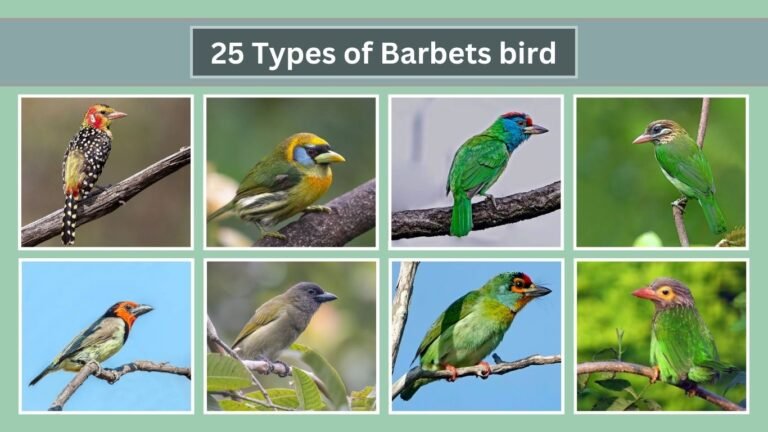 25 Types of Barbets bird: Identification With Pictures