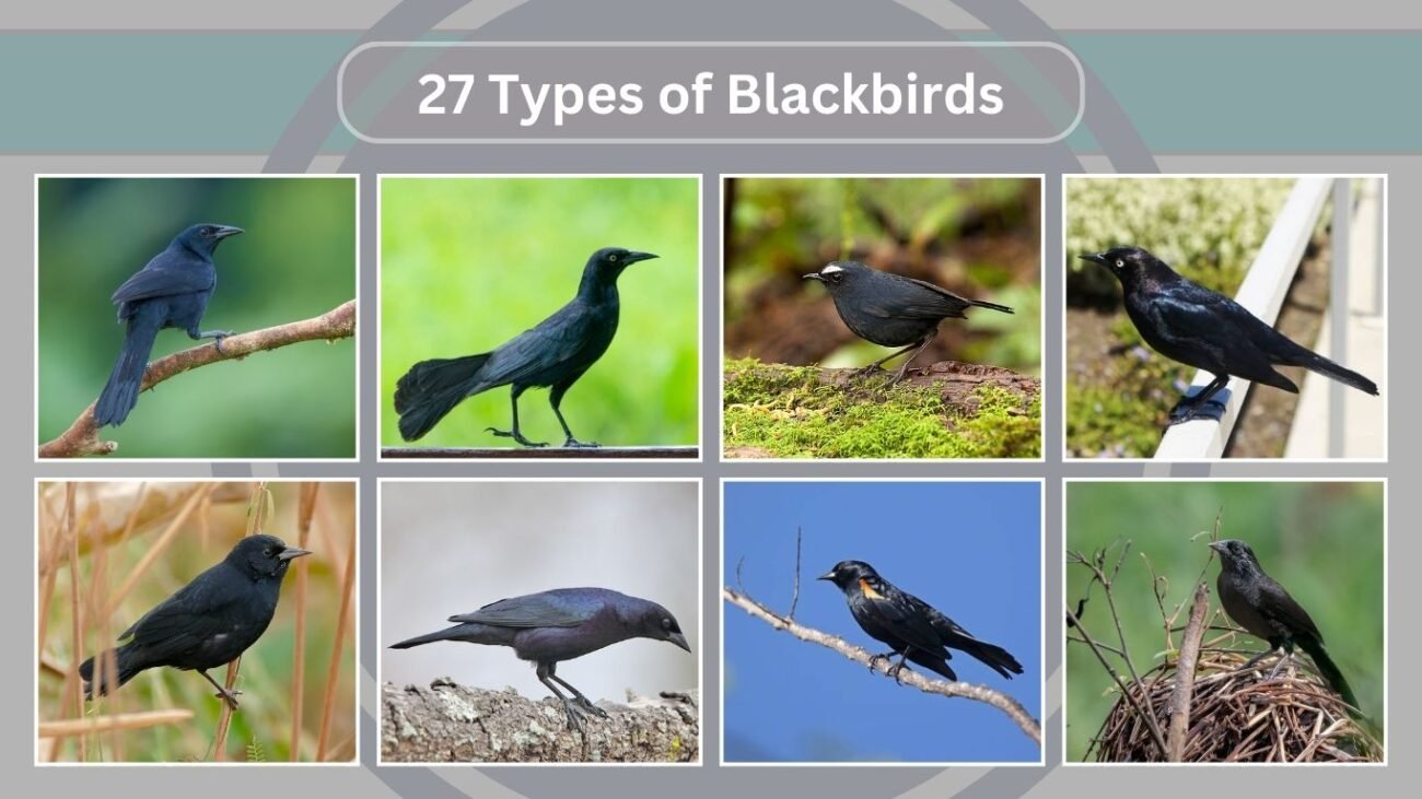 27 Types of Blackbirds: Identification with Pictures