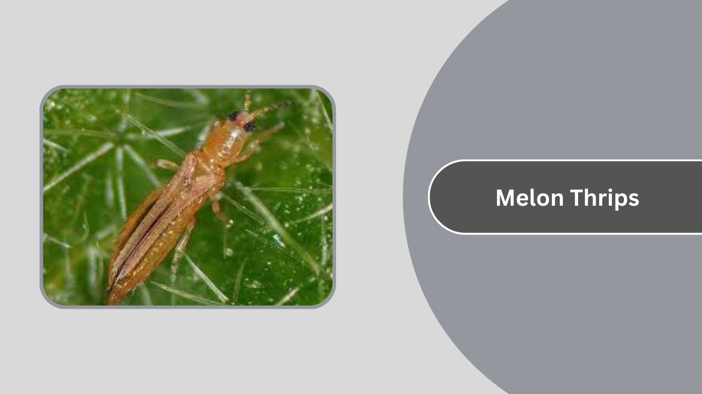 21 Types of Thrip: Identification With Pictures