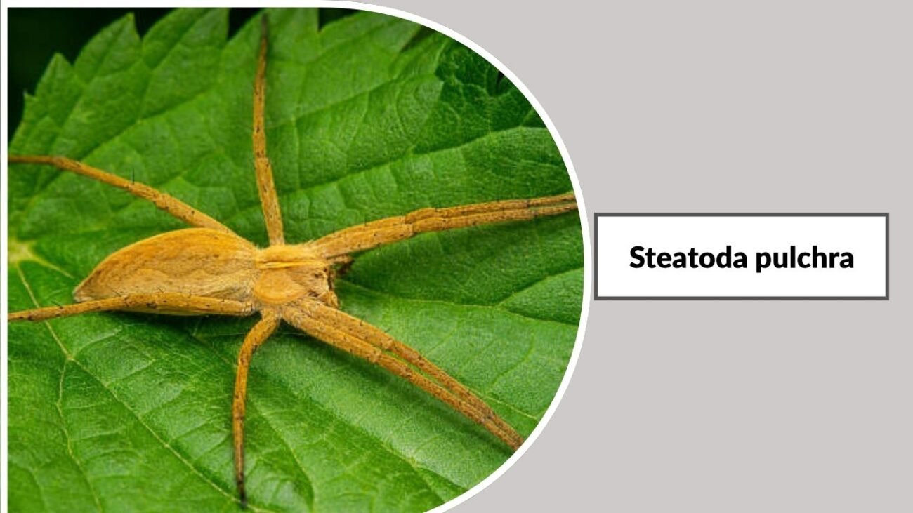 7 Types of Nursery web spider: Identificaton with Pictures