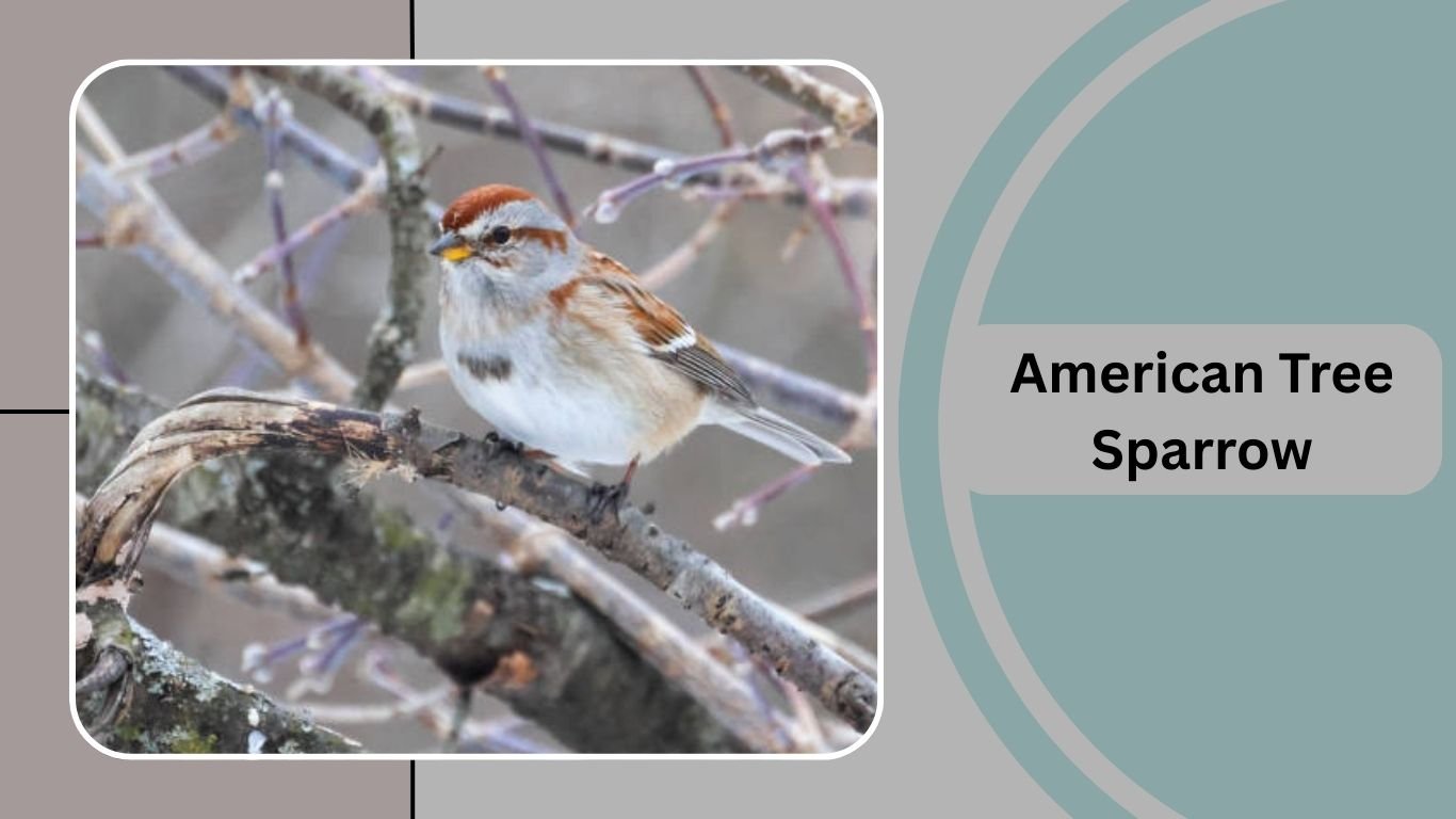27 Types of Sparrow Birds: Identification With Pictures