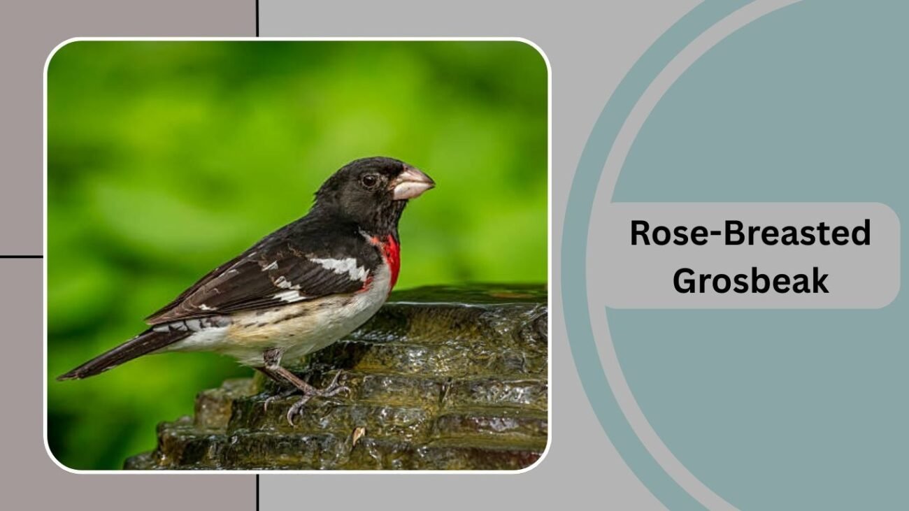 15 Types of Grosbeaks: Identification With Pictures