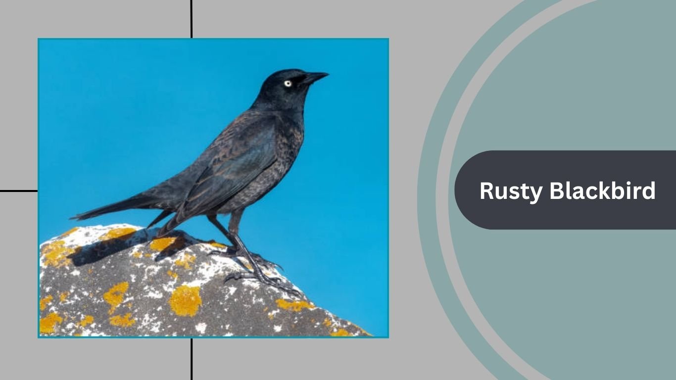 27 Types of Blackbirds: Identification with Pictures
