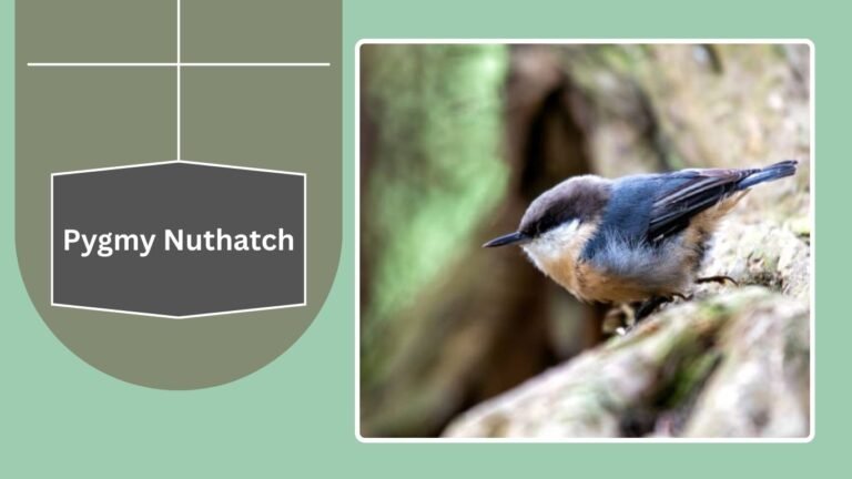 11 Types of Nuthatches: Identification With Pictures