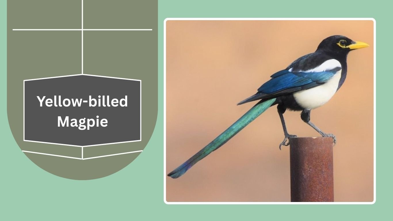 15 Types of Magpies: Identification With Pictures