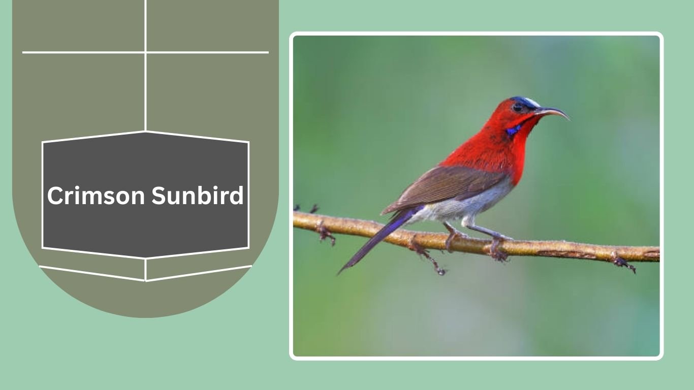 25 Types of Sunbirds: Different Species Identification