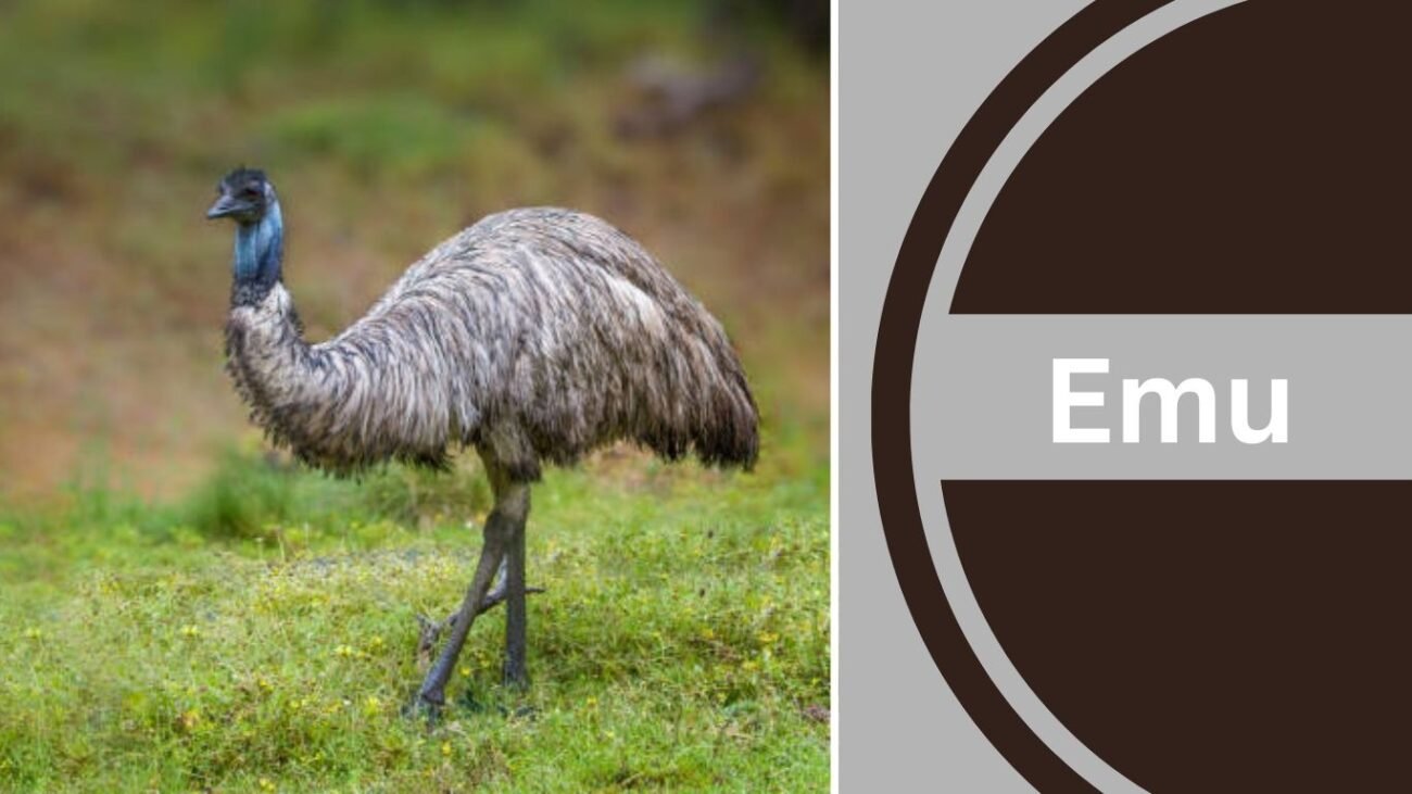 13 Ratites & Large Flightless Birds (ID with Pictures)