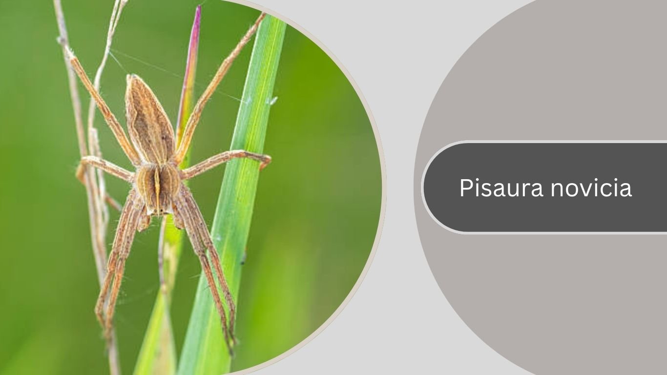 12 Types of Nursery Web Spiders: Identification with Pictures