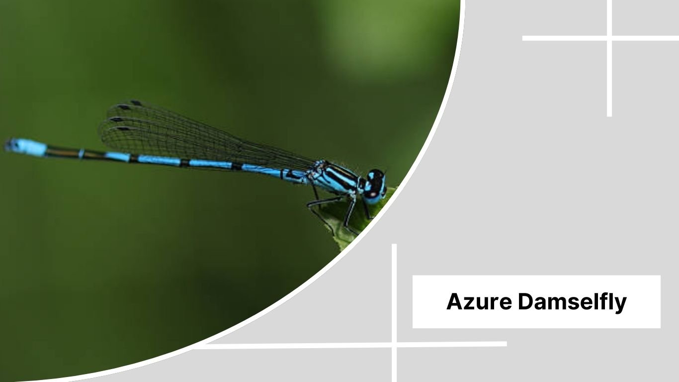 17 Types of Damselfly: Identification With Pictures