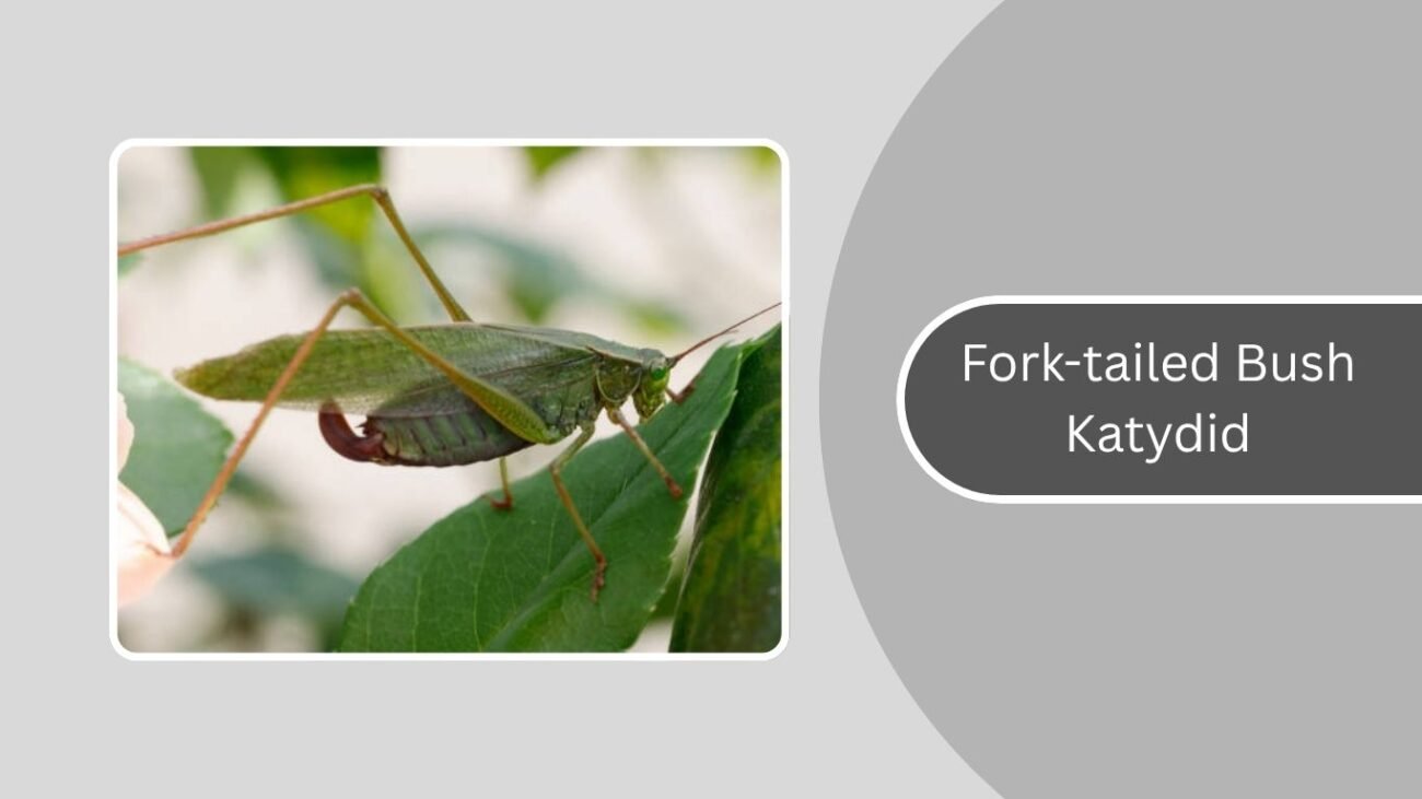 21 Types of Katydid: Identification with Pictures