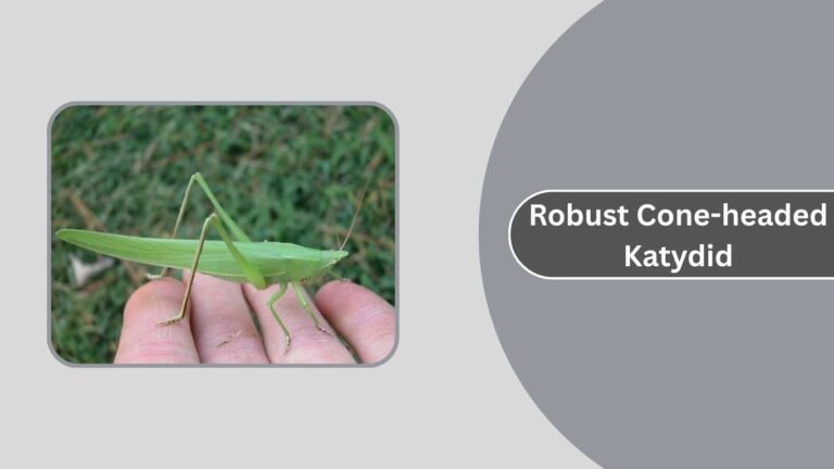 21 Types of Katydid: Identification with Pictures