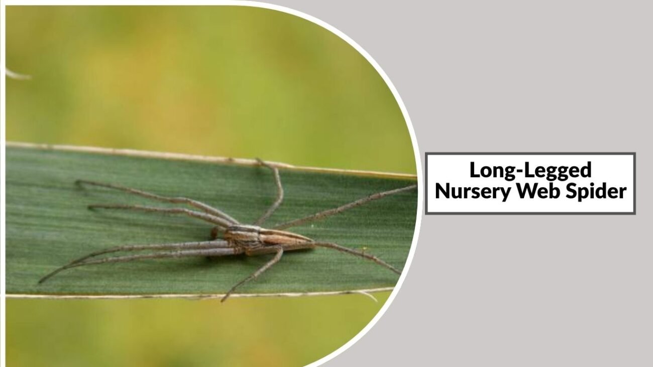 7 Types of Nursery web spider: Identificaton with Pictures