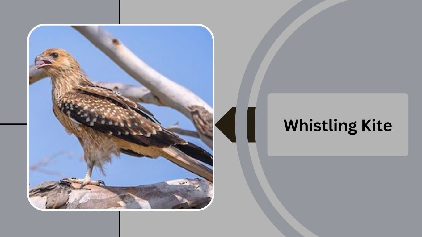 17 Types of Kite Birds: Identification with Pictures
