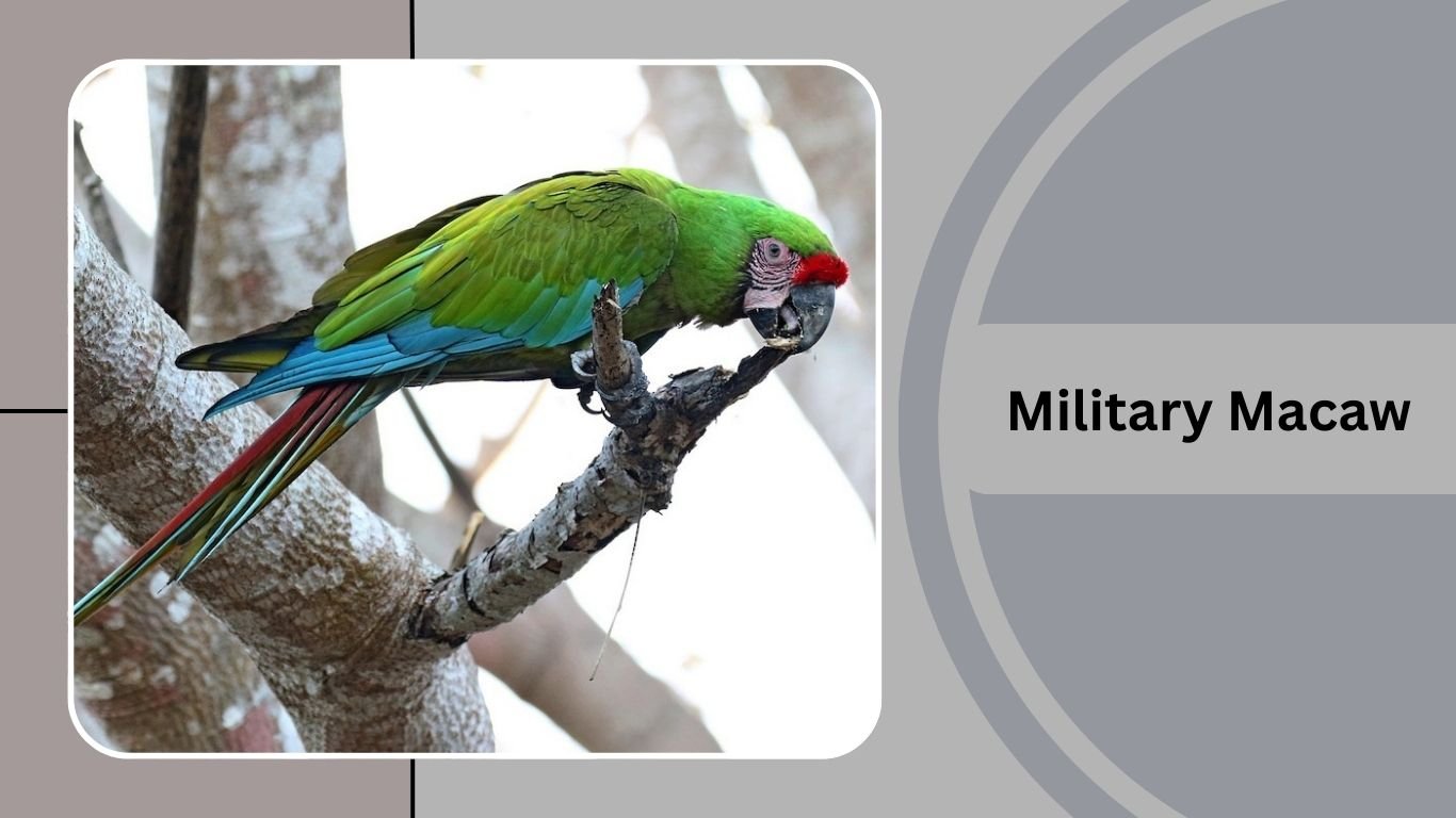 17 Types of Macaws: Different Species Identification With Name