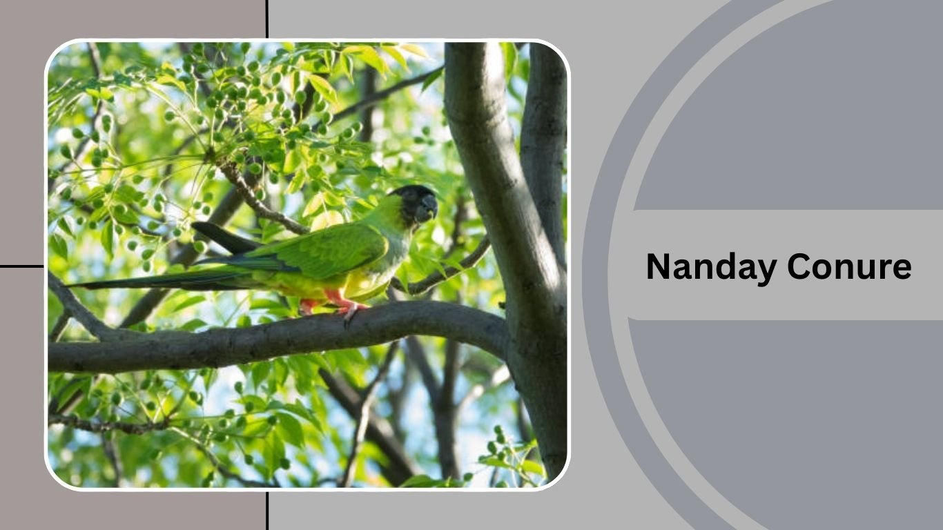 25 Types of Conure Birds: Identification With Pictures