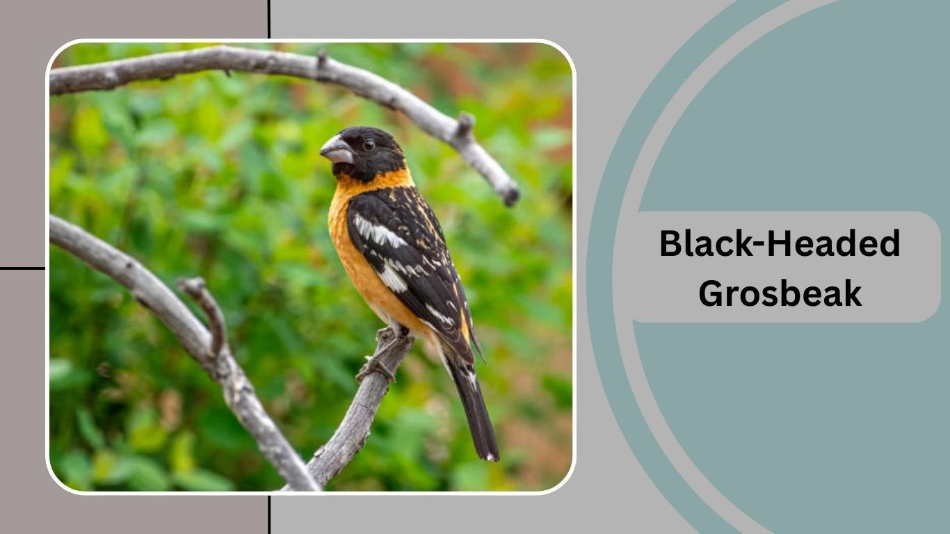 15 Types of Grosbeaks: Identification With Pictures