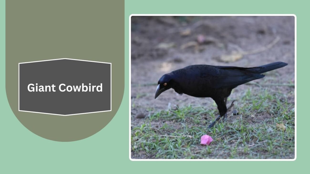 6 Types of Cowbirds: Identification with Pictures