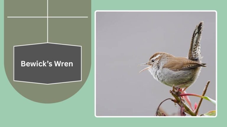 25 Types of Wrens: Different Species Identification