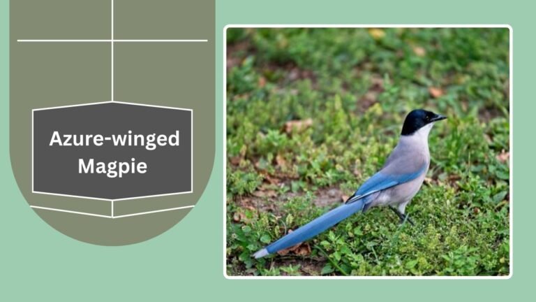 15 Types of Magpies: Identification With Pictures