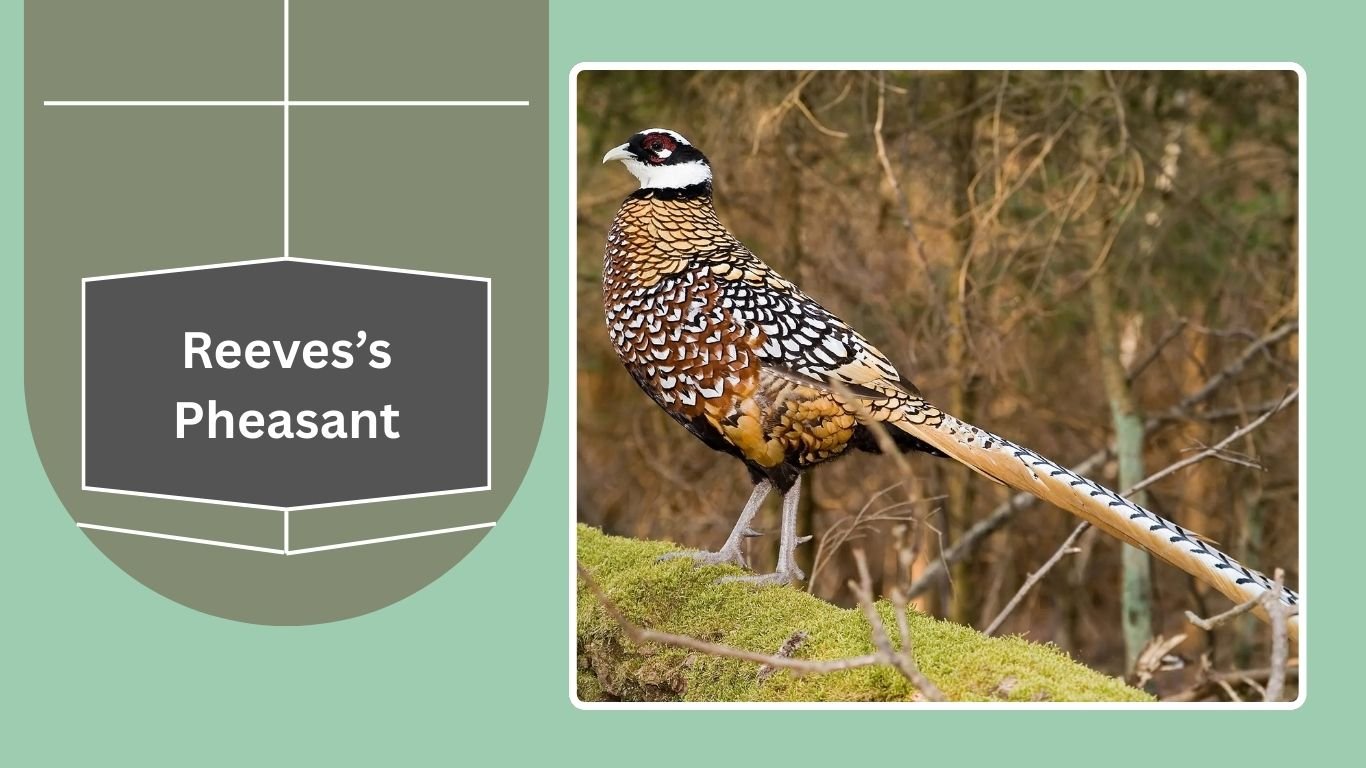 27 Types of Pheasants: Different Species Identification