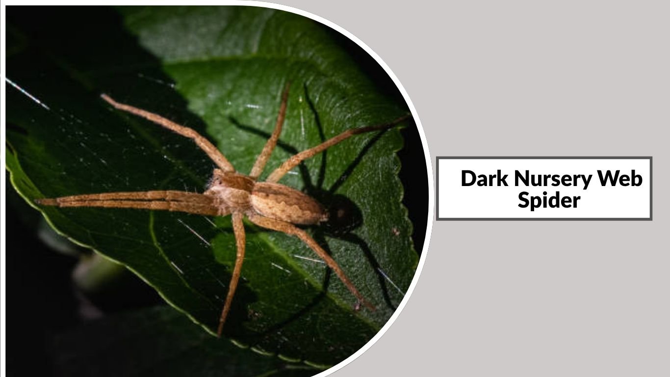 7 Types of Nursery web spider: Identificaton with Pictures