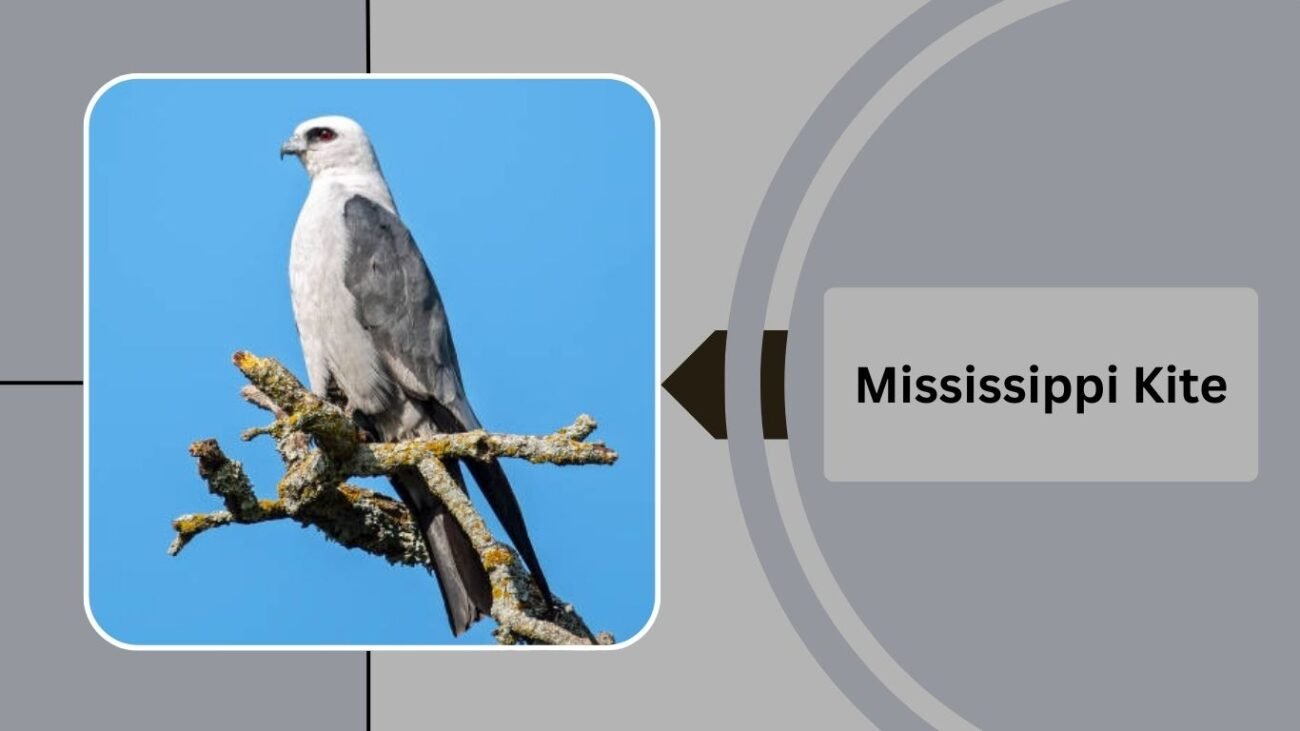 17 Types of Kite Birds: Identification with Pictures