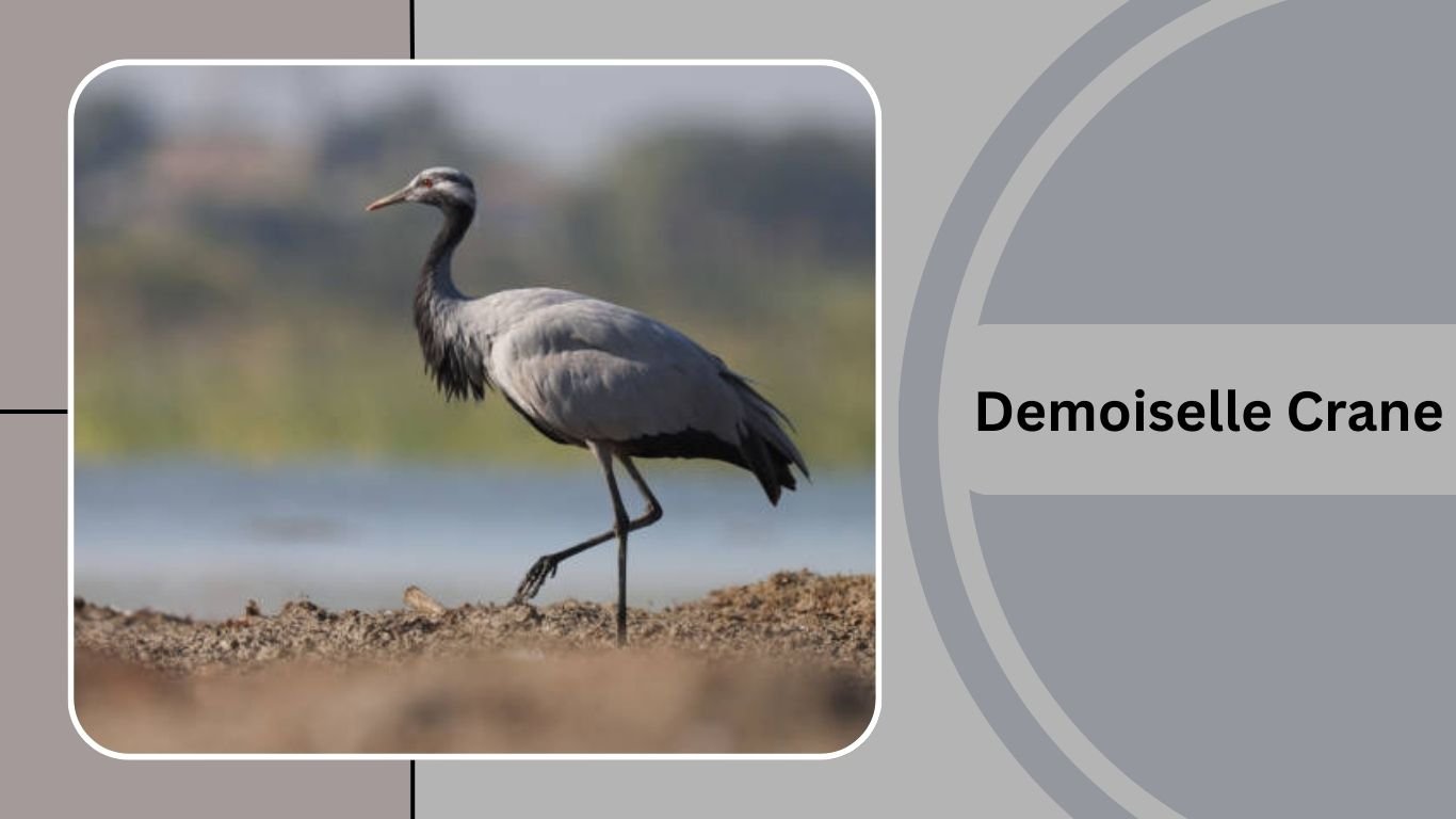 15 Types of Crane Birds: Identification With Pictures
