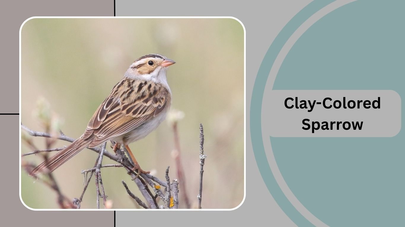 27 Types of Sparrow Birds: Identification With Pictures