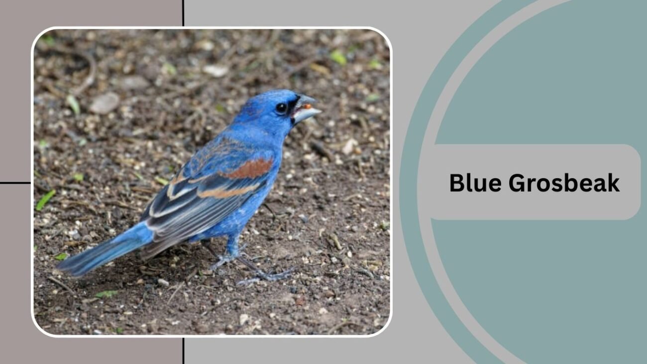 15 Types of Grosbeaks: Identification With Pictures