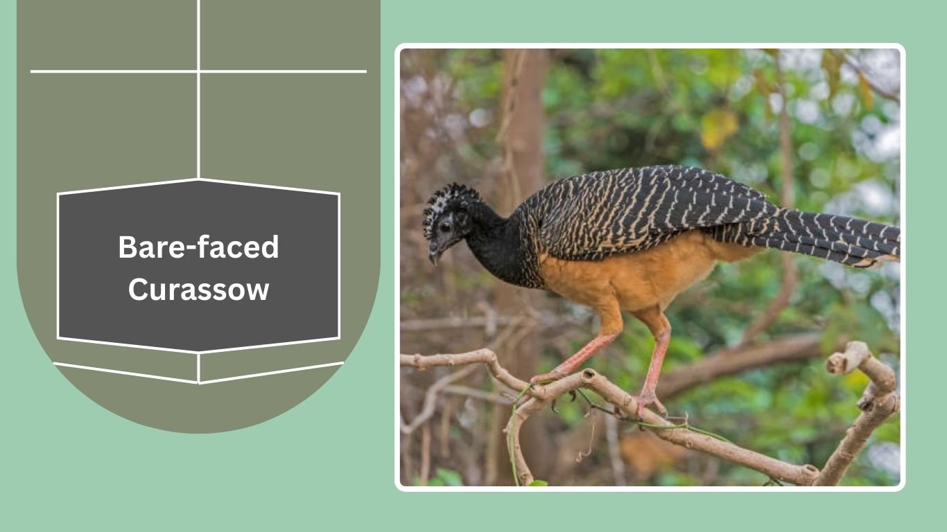 15 Types of Curassows: Rare and Remarkable Forest Birds