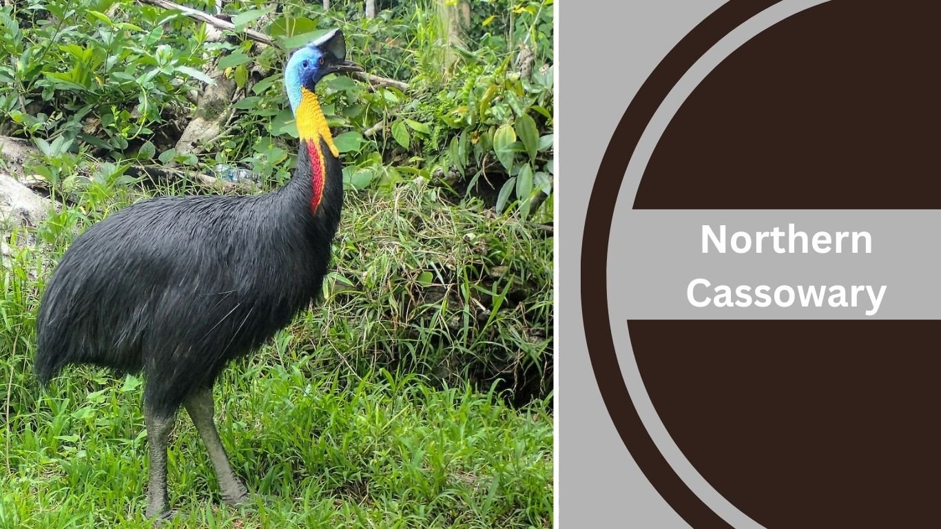 13 Ratites & Large Flightless Birds (ID with Pictures)